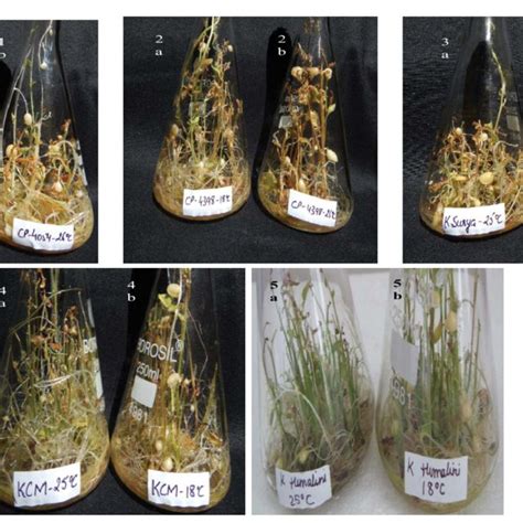 Microtuberization In Heat Tolerant And Susceptible Potato Genotypes 1