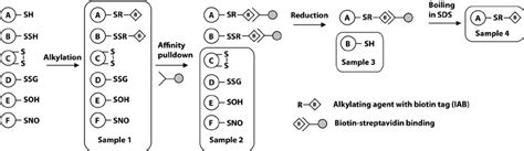 Disulfide Functional Group