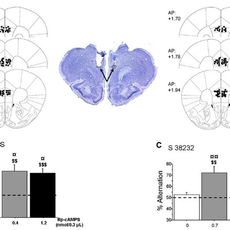 Inhibition Of Prelimbic Cortex Pl Activity In Young Mice By In Situ