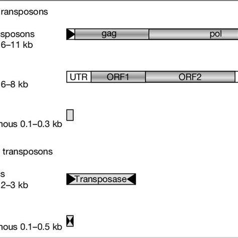 Classification And Structure Of Tes Long Terminal Repeat Ltr