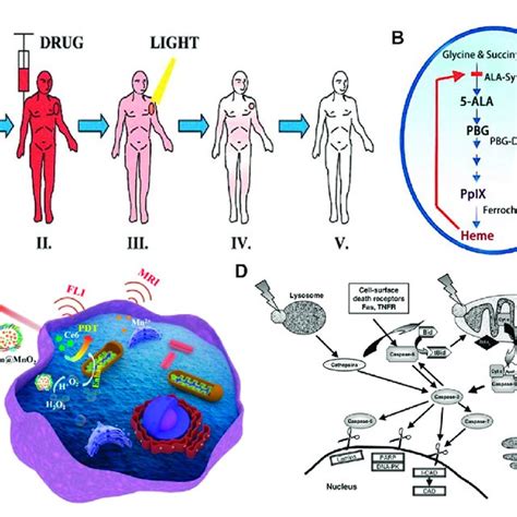 Pdt Treatment For Tumor In The Field Of Prs A Pdt Treatment