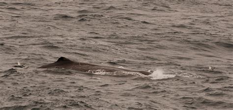 Physeter Macrocephalus Sperm Whale