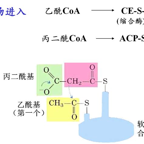 酰基载体蛋白 百度百科