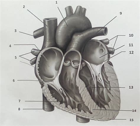 Heart Anatomy Diagram Quizlet