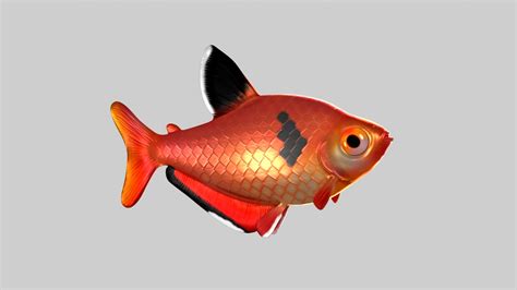 Mato Grosso Hyphessobrycon Eques 3d Model