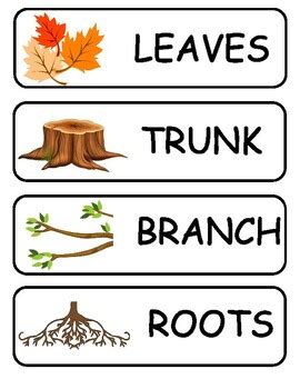 Creative Curriculum Tree Study Tree By Amanda Witter TPT