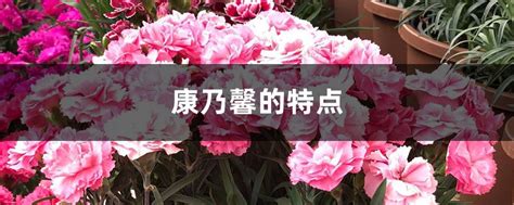 康乃馨的特点 花百科