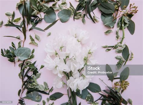 유칼립투스 잎 및 분 지와 부드러운 파스텔 핑크 바탕에 꽃이 만발한 하얀 Lathyrus 꽃 아름 다운 신선한 꽃 프레임 배경 주제에 대한 스톡 사진 및 기타 이미지
