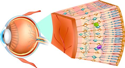 Retinal Disease Treatment St Petersburg Fl Retinal Care