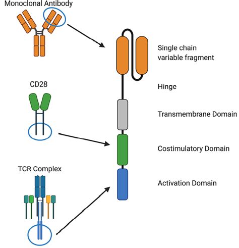 逐典分享丨细胞因子在car T治疗中的应用 知乎