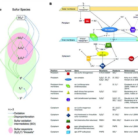 Assembly And Annotation Of The Acidithiobacillus Thiooxidans Genome