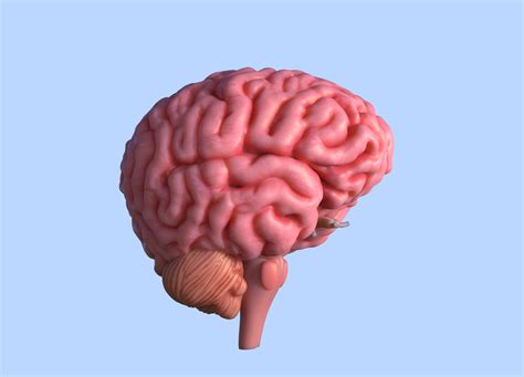 Anatomically Correct Brain Model 3d Model 15 Unknown Free3d