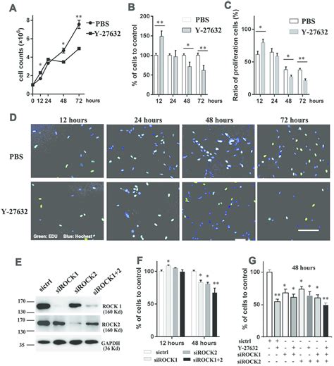 Prolonged Treatment With Y 27632 Promotes The Senescence Of Primary