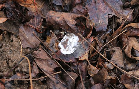 Timberdoodle Quest Georgia Woodcock Hunting Georgia Outdoor News