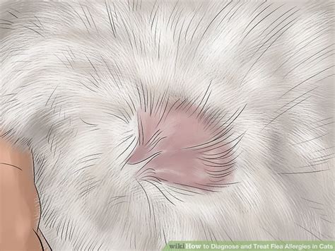How To Diagnose And Treat Flea Allergies In Cats 13 Steps