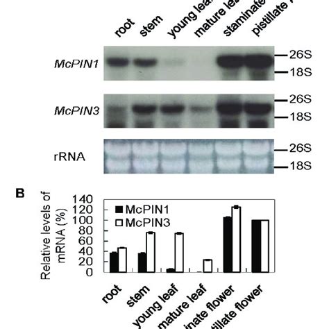 Properties Of Auxin Efflux Carrier Homologous Genes Isolated From