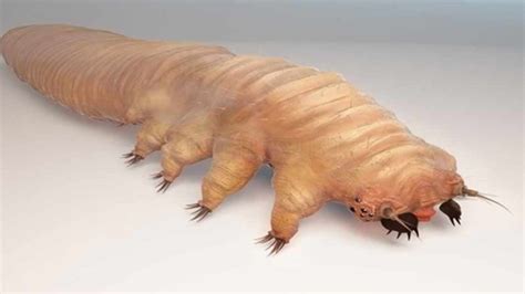 Este Bichinho Feio Habita Em Nosso Corpo E Voc Nem Imagina Aonde Confeitarias De Sucesso