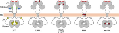 Schematic Diagram Of Wild Type And Signalling Defective Ddr1 Mutants