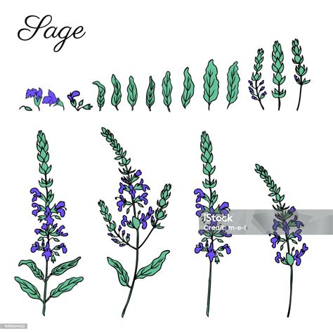 샐비어 꽃 새싹 잎 세트 벡터 흰색 배경 손으로 그린 치유 허브 화려한 그림 Salvia Officinalis 화장품 뷰티 살롱 패키지 차 의학에 대 한 디자인 공장에 고립
