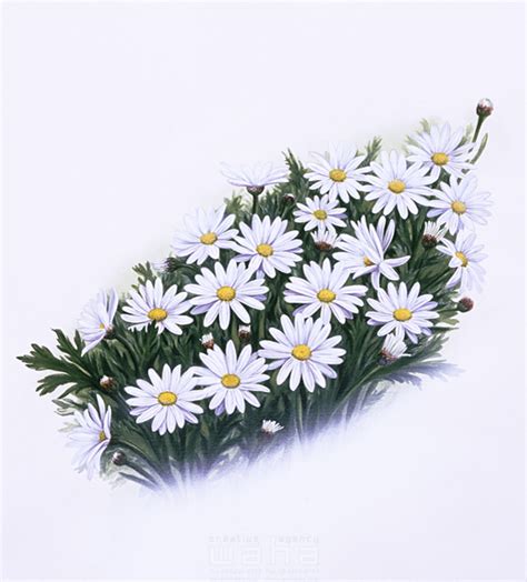 写実画植物花エコロジーリアルマーガレットモクシュンギク木春菊もくしゅんぎく春宿根草多年草白色 イラスト作品紹介