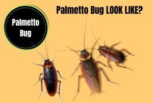Identify And Get Rid Of Palmetto Bugs An Easy Visual Guide The