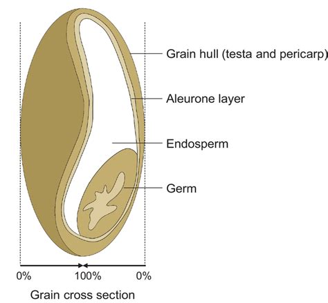 Grain Structure With The Main Parts Endosperm Germ And The Hull