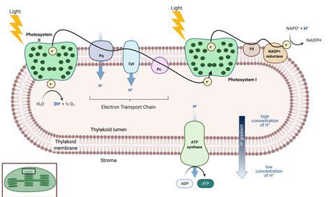 Thylakoid Diagram
