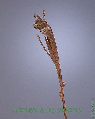 ВЕТКА САЛЕКСА ИСКУССТВЕННАЯ КОРИЧНЕВАЯ Искусственные растения Горшечные растения Уличные