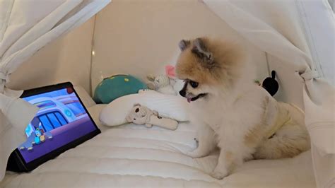 강아지에게 텐트안에서 티비를 보여 주었더니ㅋㅋ 홈캠핑하는 강아지🐶 캠핑 Camping Youtube