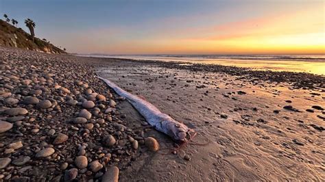 Two Incredibly Rare Oarfish Seen In California Waters Months Apart