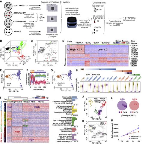 Single Cell Transcriptomic Analyses Of Cell Fate Transitions During Human Cardiac Reprogramming