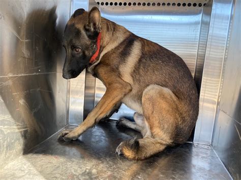 Friends Rescued A5152963 Tracker Brownblack Belg Malinois Nho