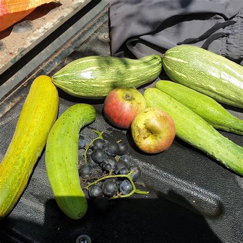 치악파파토종다래농장 호박 오이 포도 사과 포도와 사과는 수확을 결정 하려고 고추와 Facebook