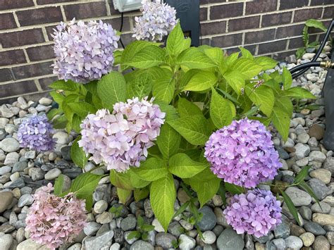 Help Identify These Two Varieties Of Hydrangea R Whatsthisplant