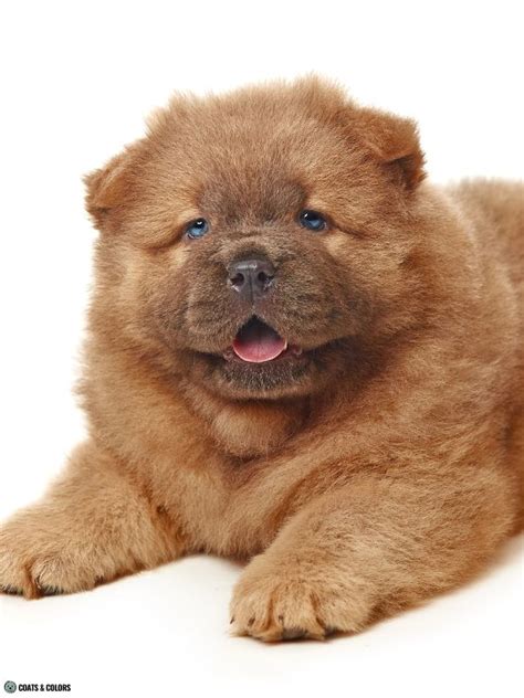 Chow Chow Red Eyes
