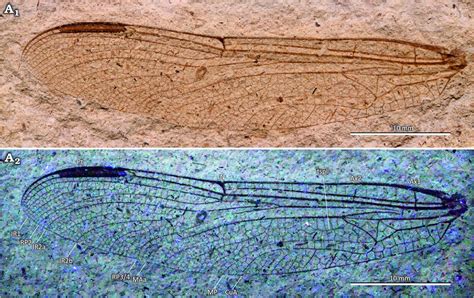 Fig 1 In The First Fossil Representative Of The Extant Clubtail
