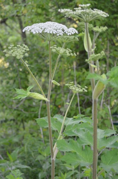 Heracleum Maximum Cow Parsnip Prairie Moon Nursery