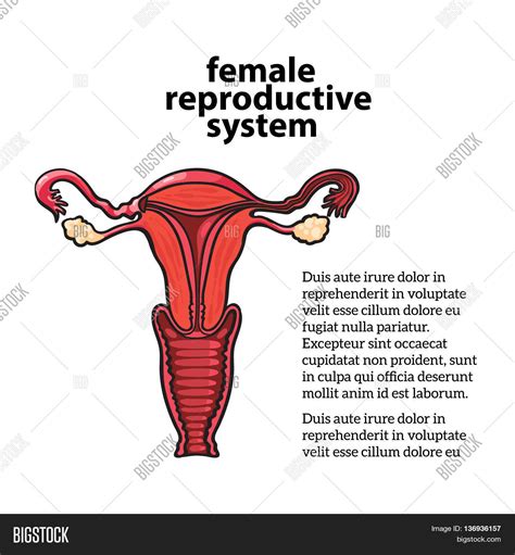 Female Reproductive System Sketch Image And Photo Bigstock