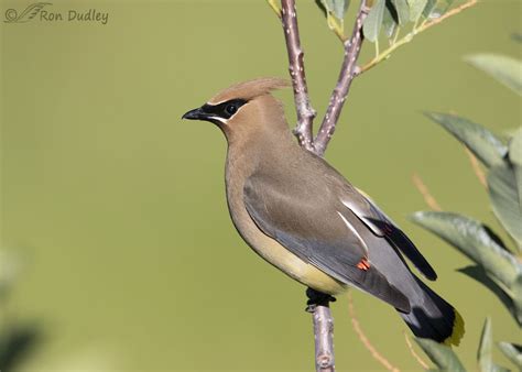 Why Do Some Cedar Waxwings Lack Red Waxy Tips On Their Wings Feathered Photography
