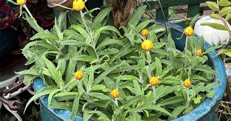 Media Dragon Economic Collapse In Europe