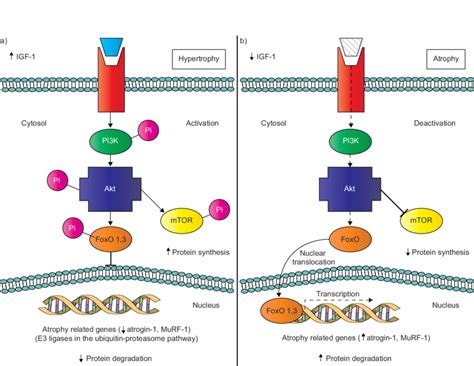 Insulin Like Growth Factor Igf I Mediates Many Of The Actions Of Download Scientific Diagram