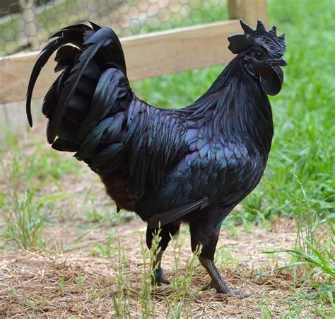 Girls Do You Like Big Black Cock Girlsaskguys