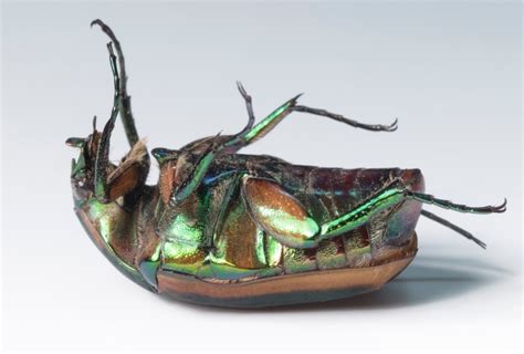 Why Do Bugs Die On Their Backs Gulo In Nature