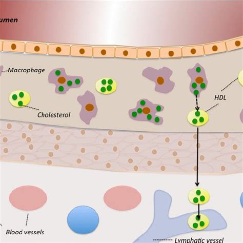 PDF Atherosclerosis And Transit Of HDL Through The Lymphatic Vasculature