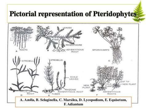 Pteridophytes