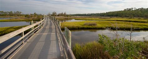Visit Croatan National Forest Near New Bern North Carolina