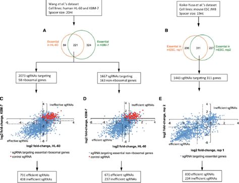 A Schematic View Of Procedures For SgRNA Selection And Categorization Download Scientific