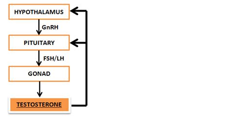 Clinical Testosterone Austin Baraki