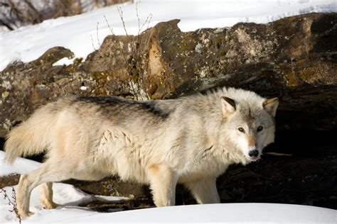 Do Wolves Hibernate Or Migrate In Winter