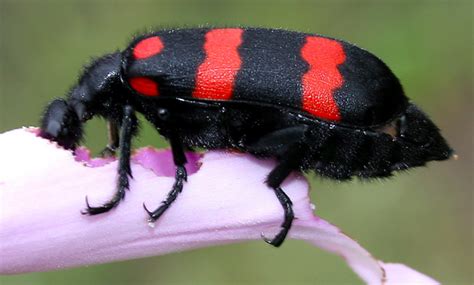Beetle Bug Identification Click Beetle Pest Identification Beetle
